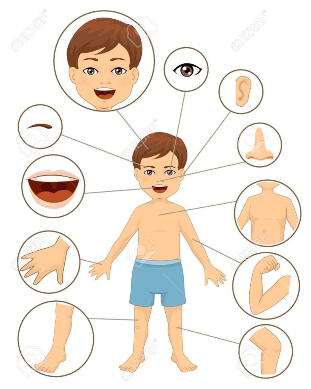 Kid Boy Body Parts Illustration – Ecole Notre Dame St Denis La Chevasse