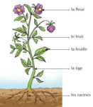 Différentes_parties_de_la_plante – Ecole Notre Dame St Denis La Chevasse